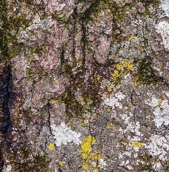 James River Explorers: Let's Make Bark Rubbings! - James River Association