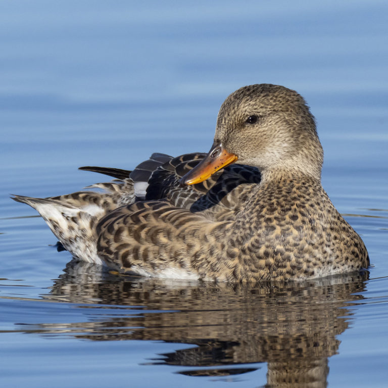 From the Marsh: Ducks! - James River Association