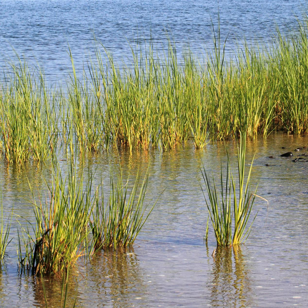 Tides - From the Marsh - James River Association
