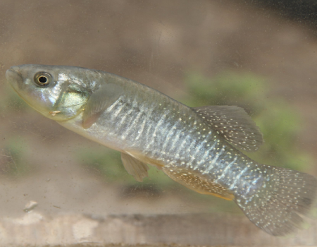 From the Marsh: Meet the Mummichog - James River Association
