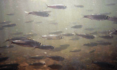 Saving American shad - The Founding Fish - James River Association