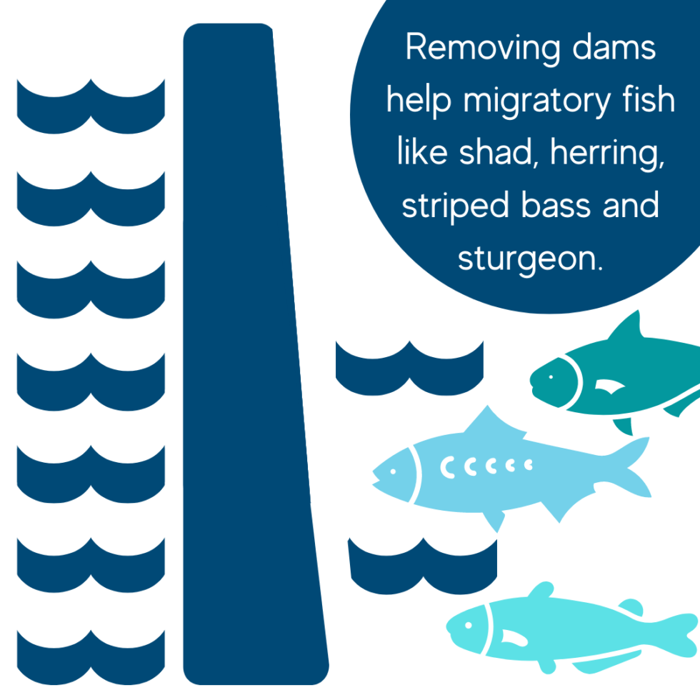Saving American shad – The Founding Fish | James River Association