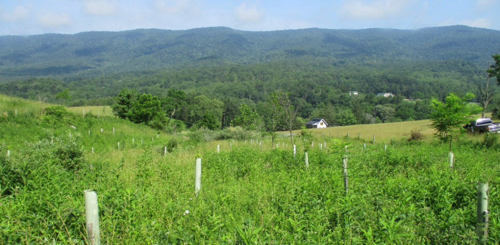 James River Buffers: Buffer Biodiversity “looks” Messy! | James River ...