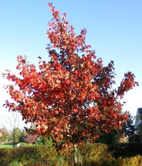 James River Buffers Riparian Types - James River Association