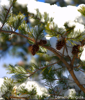 James River Buffers Riparian Types - James River Association