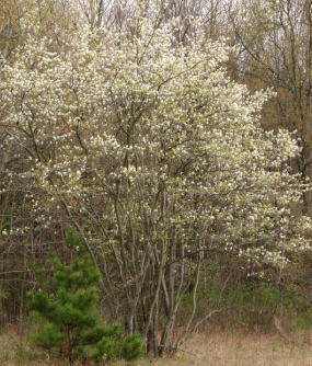 James River Buffers Riparian Types | James River Association