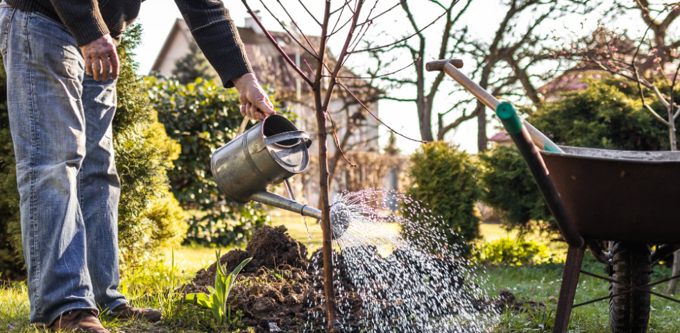 Give Trees a Drink This Summer - James River Association