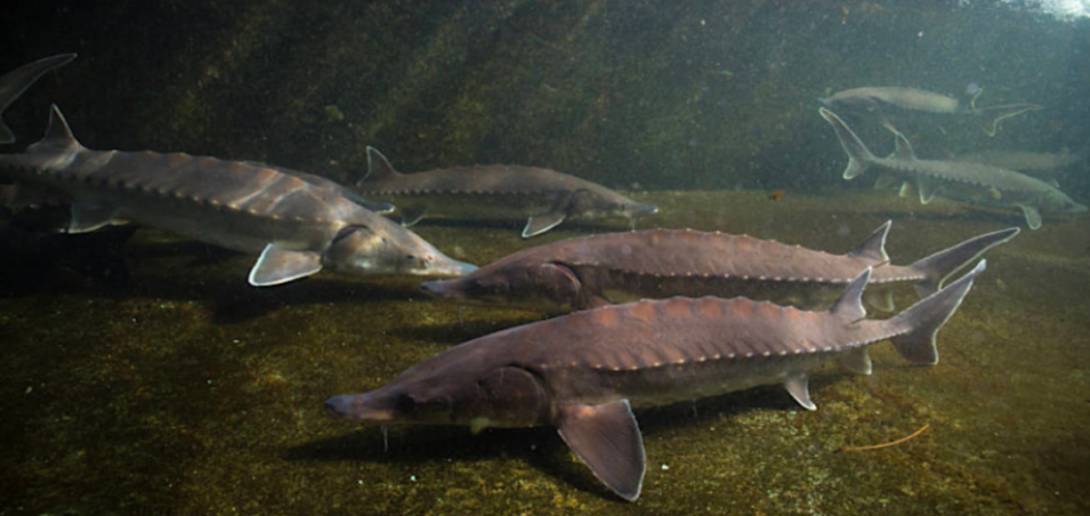 James River Explorers: The Great Return of the Atlantic Sturgeon ...