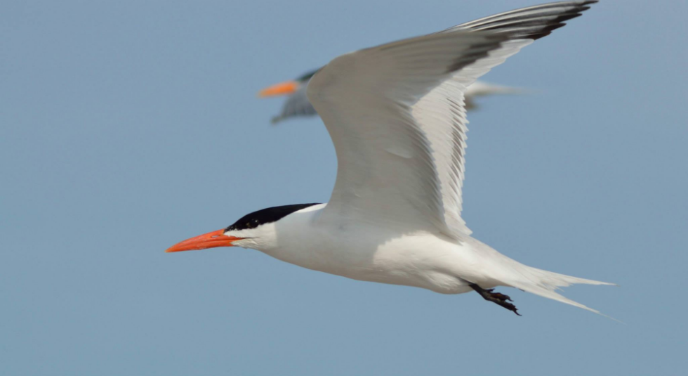 Summer on Rip Raps Island | James River Association