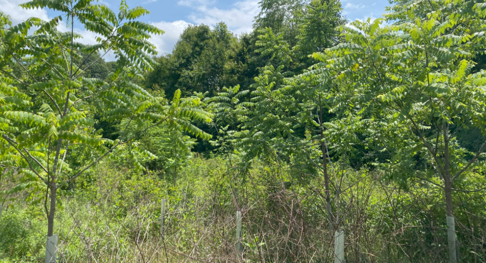 James River Buffers: Year Three of the James River Stewardship Program ...