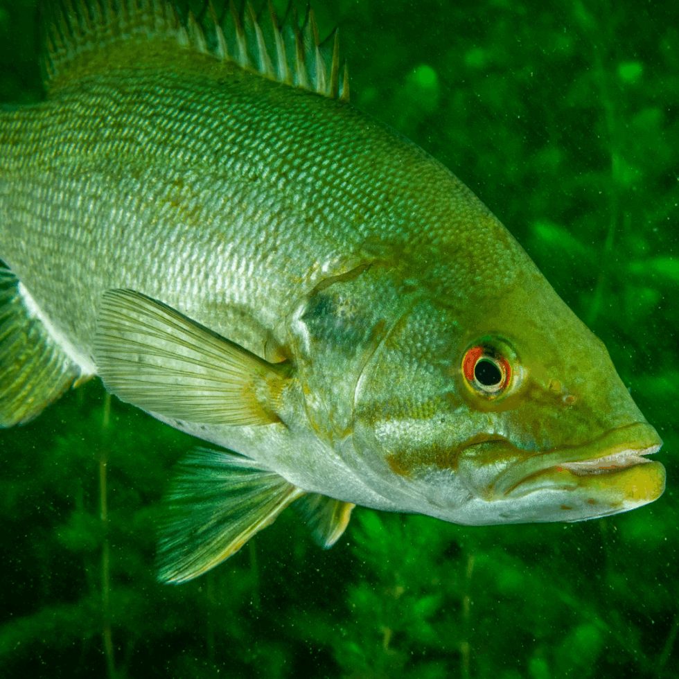 James River Spotlight: Smallmouth Bass - James River Association