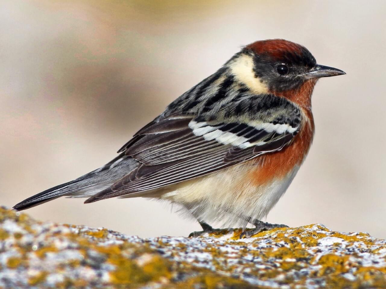 Bird Migration across the James River Watershed - James River Association